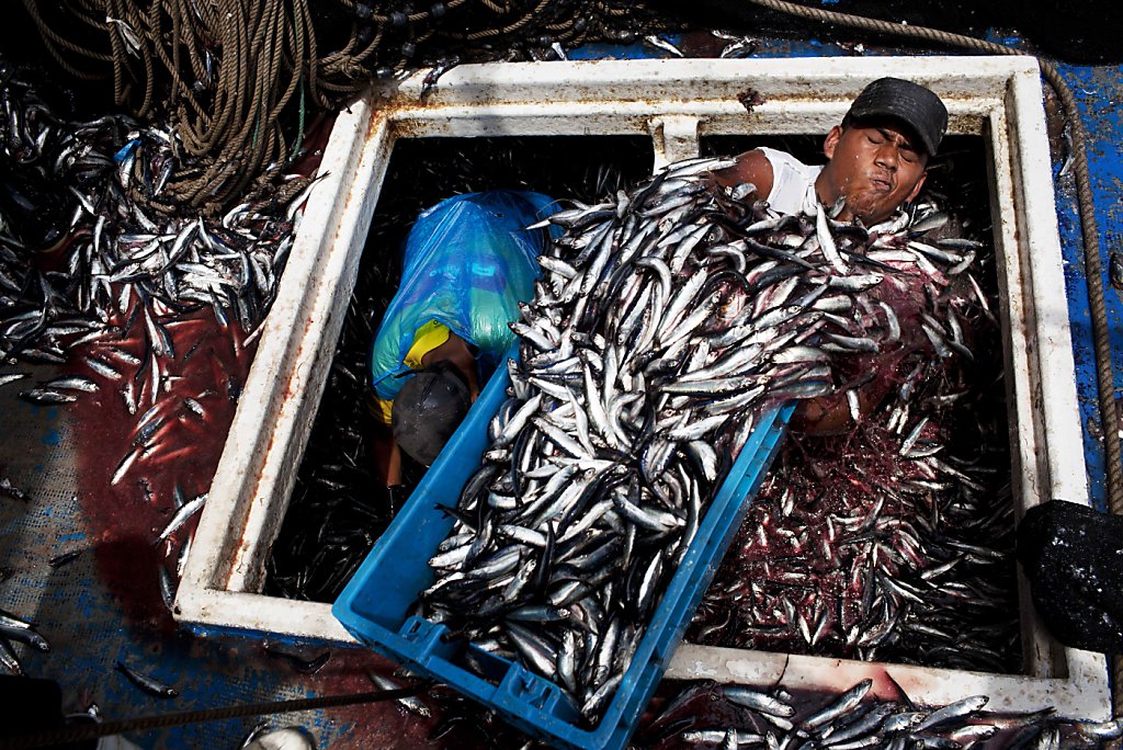 Peru's anchovy yield plummets