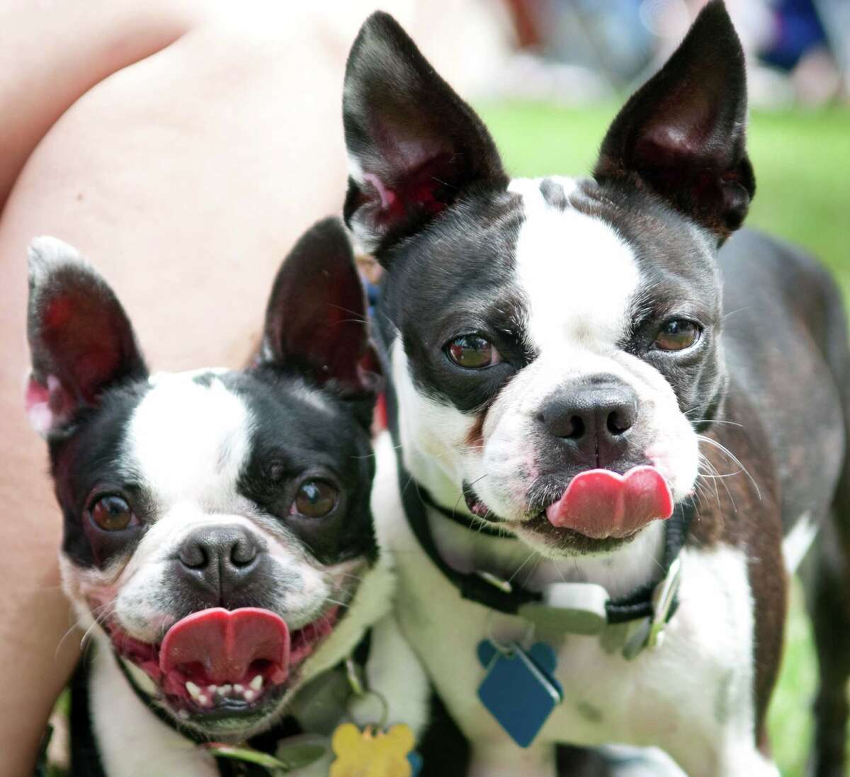 Sheriff's office honors police dog's final moments with 'last call ...