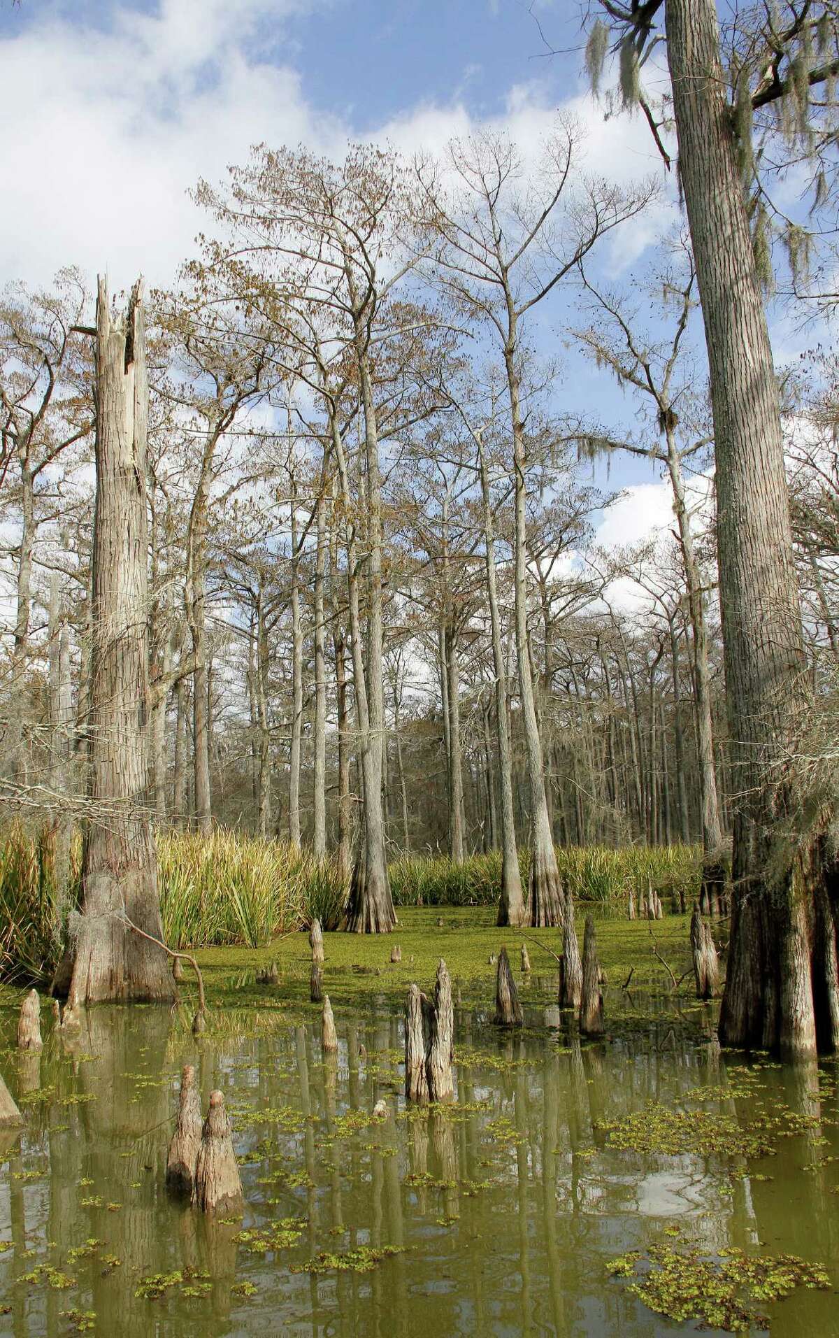 Invasive plant species threaten Texas waters