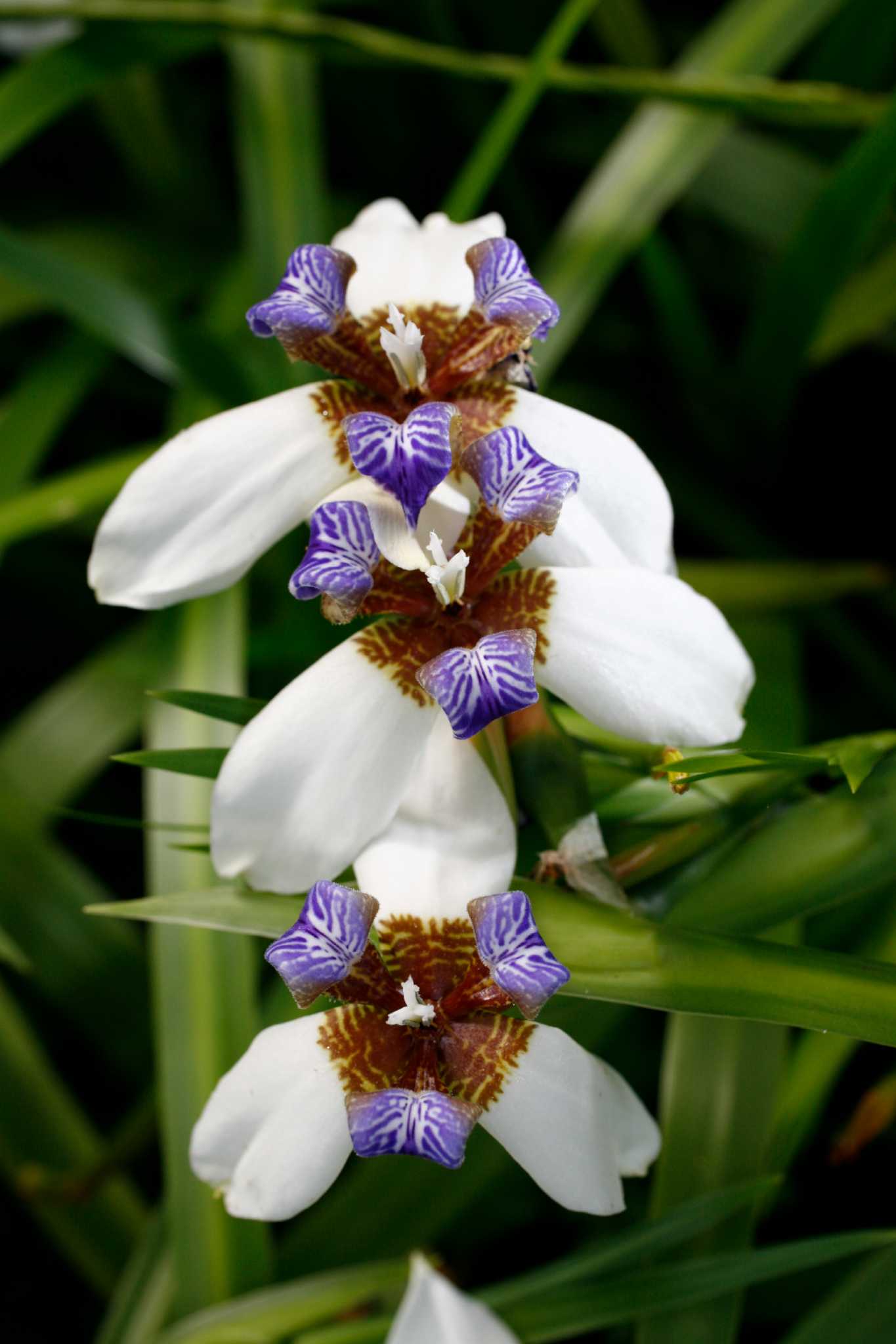 Holly fern, plum yew good for shady areas