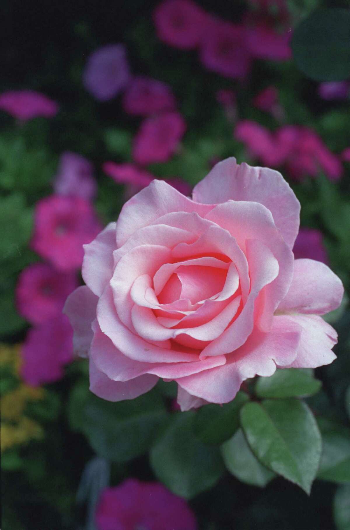 February is for roses