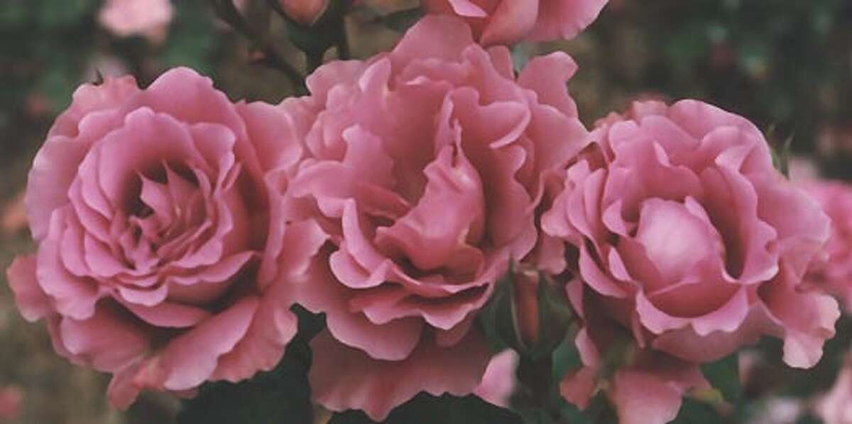 February is for roses