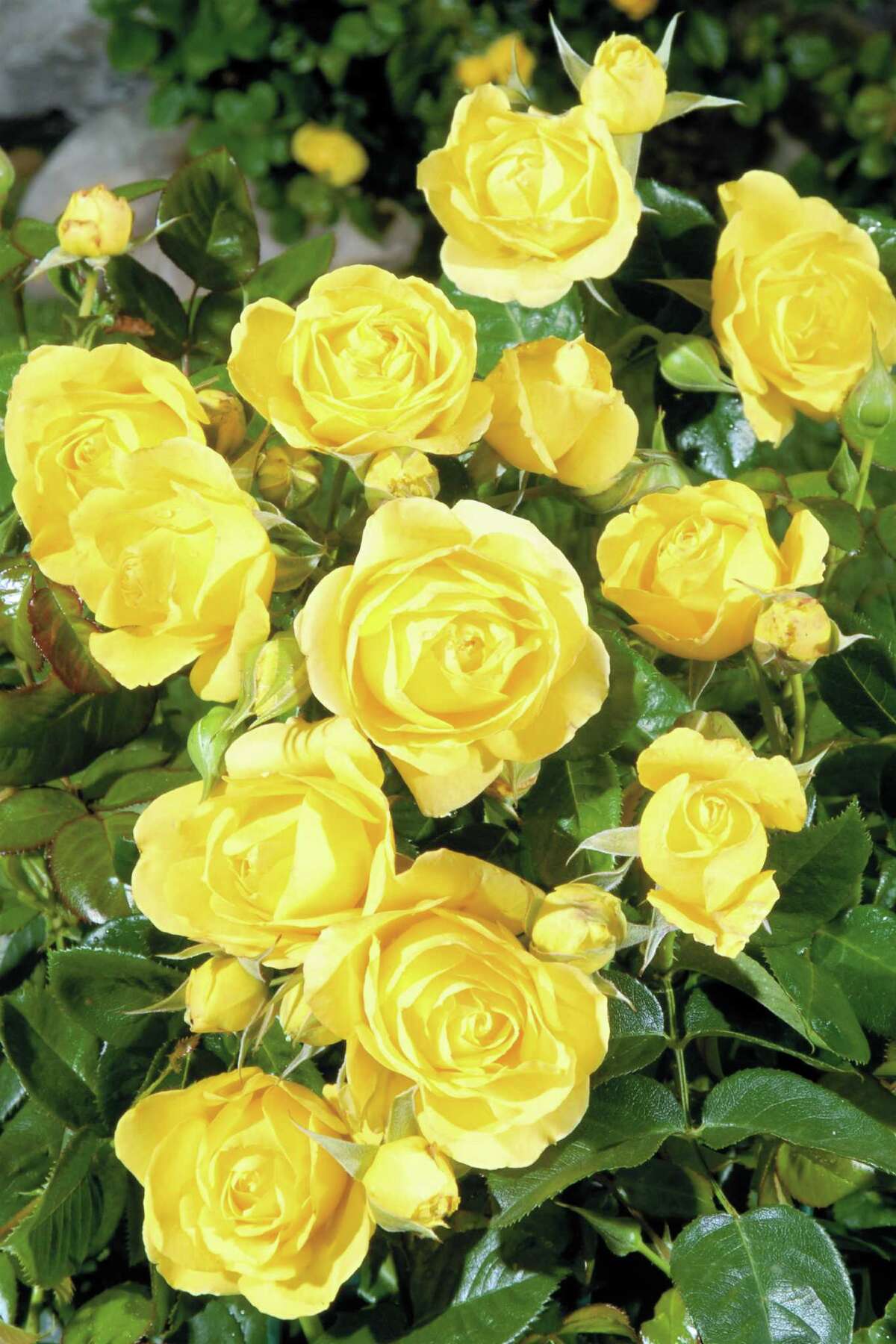 February is for roses