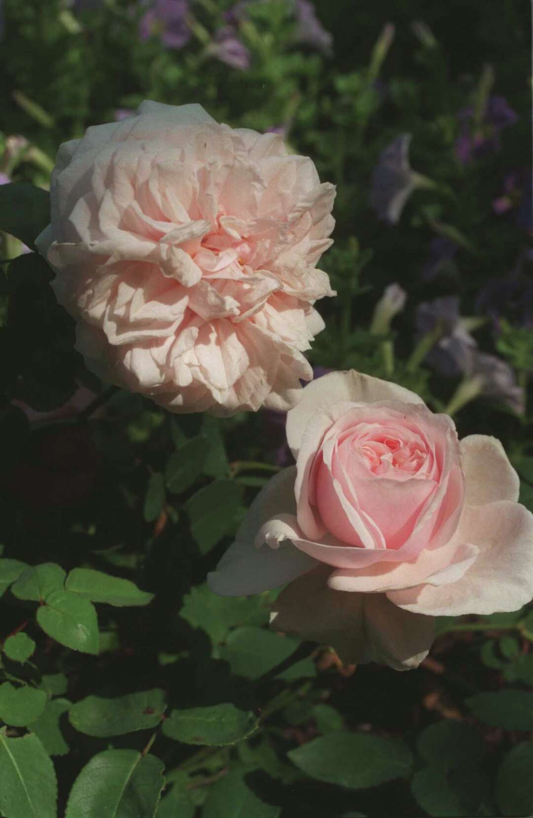 February is for roses