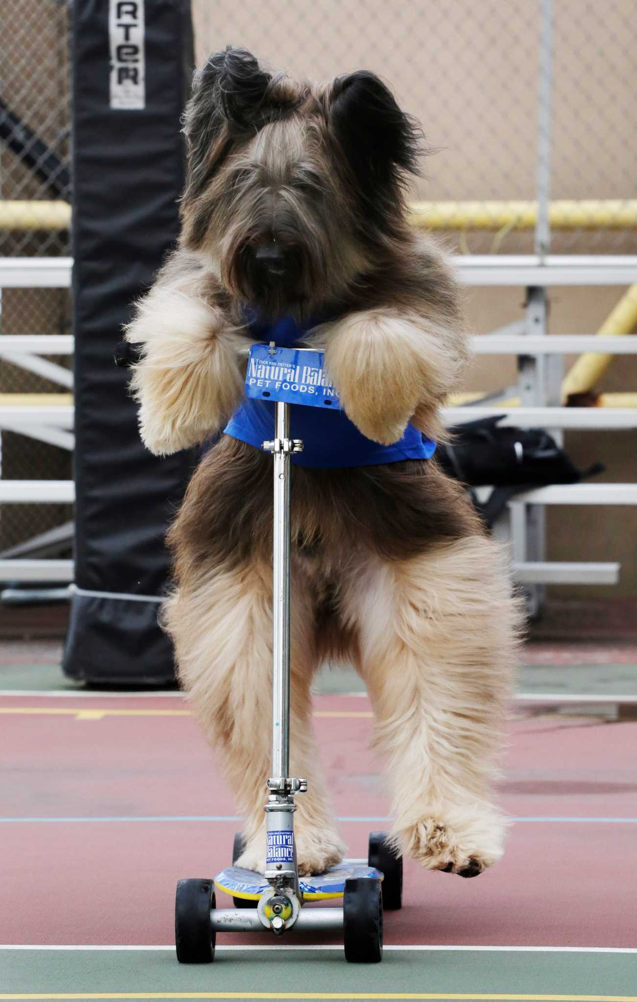 Norman the Scooter Dog