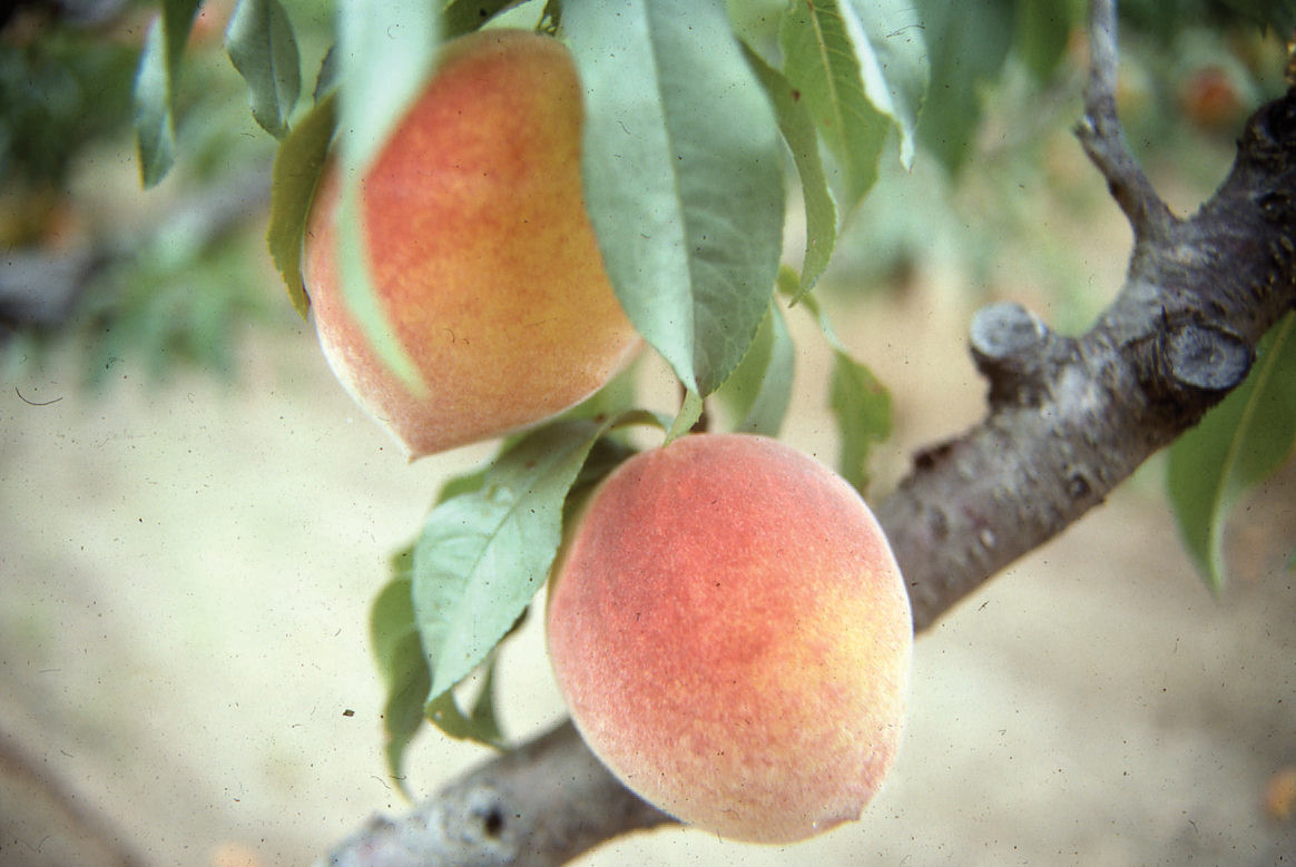 Calvin Finch: Growing fruit