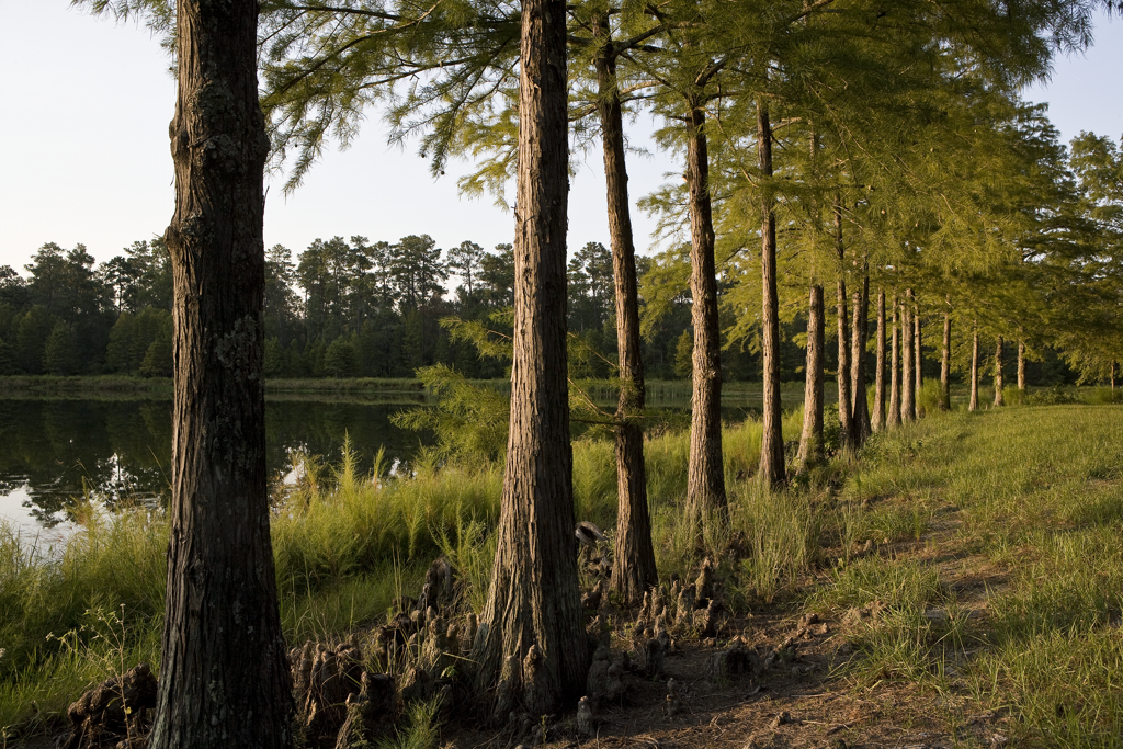Camp Strake property deserves to remain a natural oasis amid suburban ...