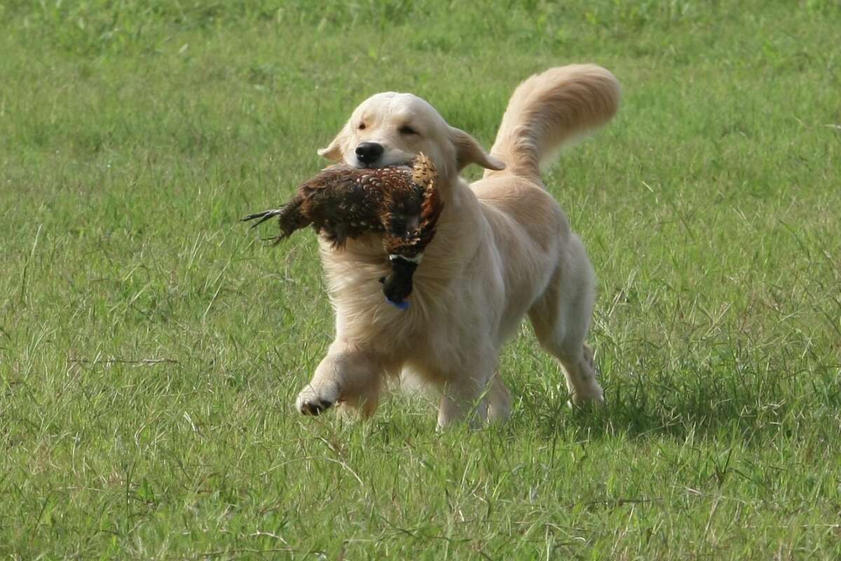 Canine champ goes on big stage