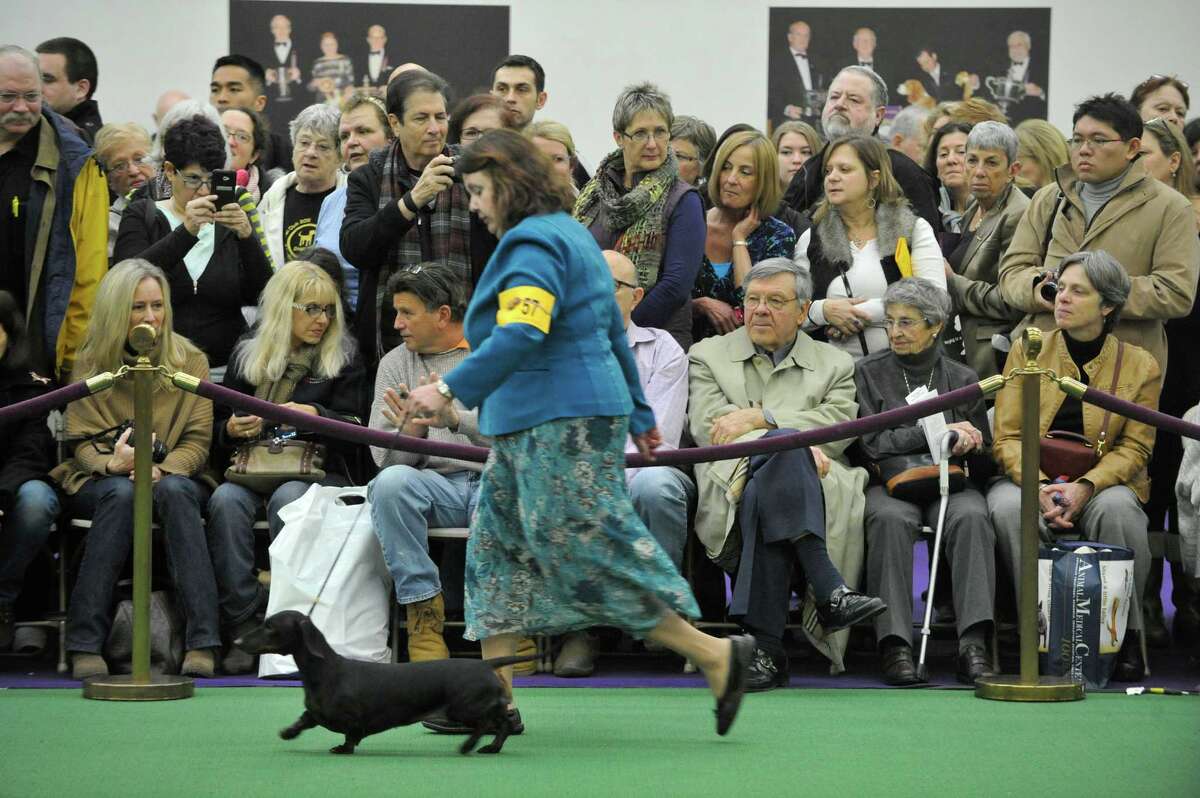 From rookie to a top dog at Westminster