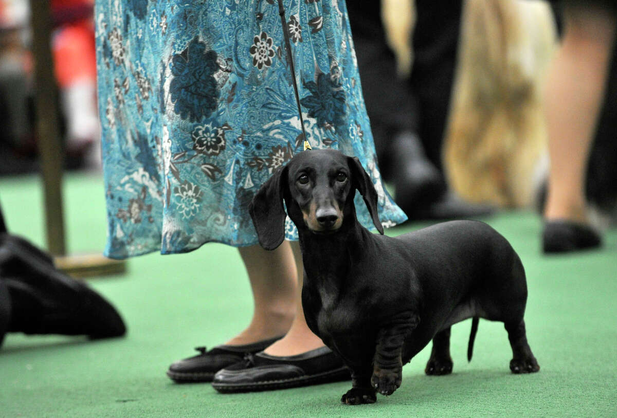 From rookie to a top dog at Westminster