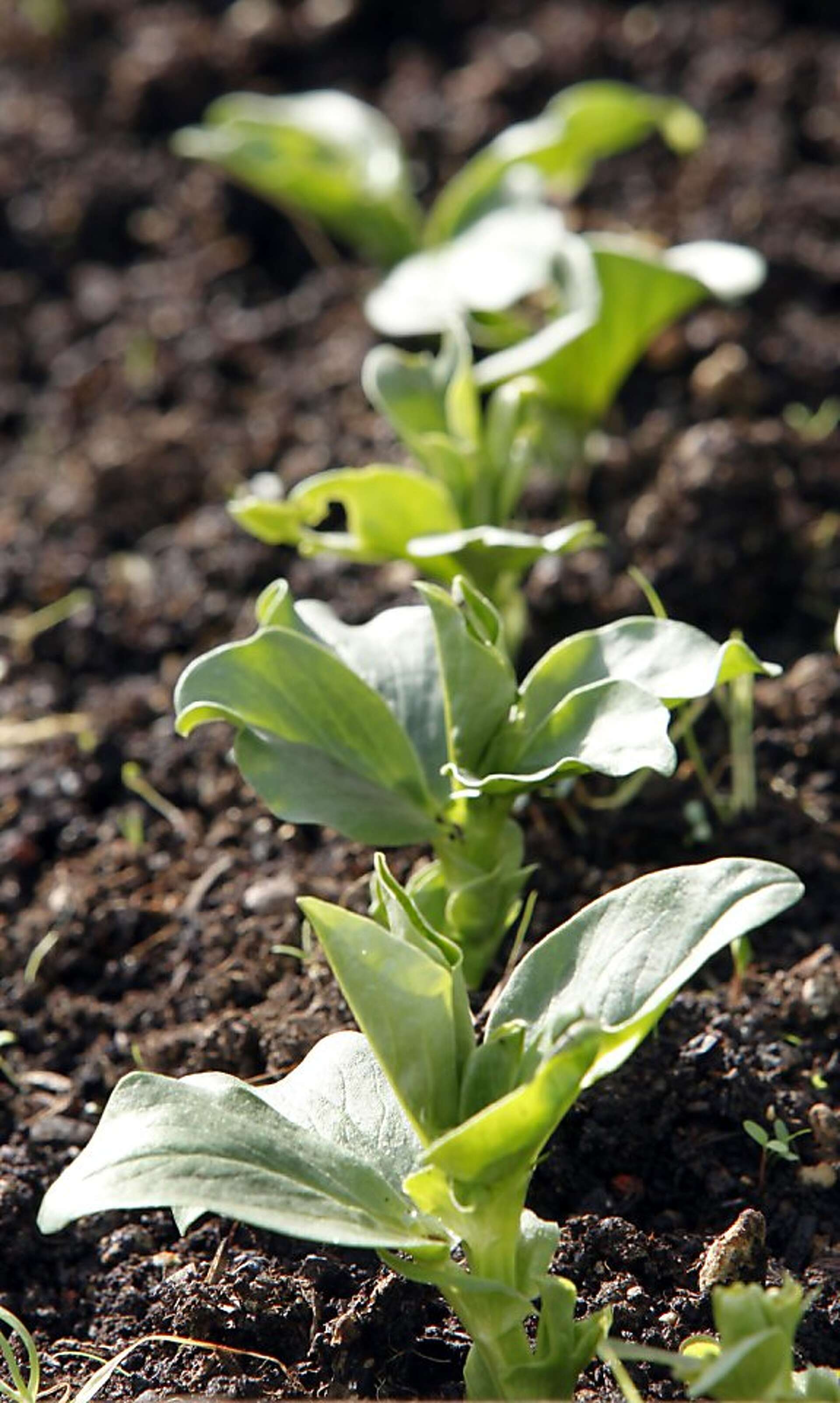 3 ways to improve soil for spring