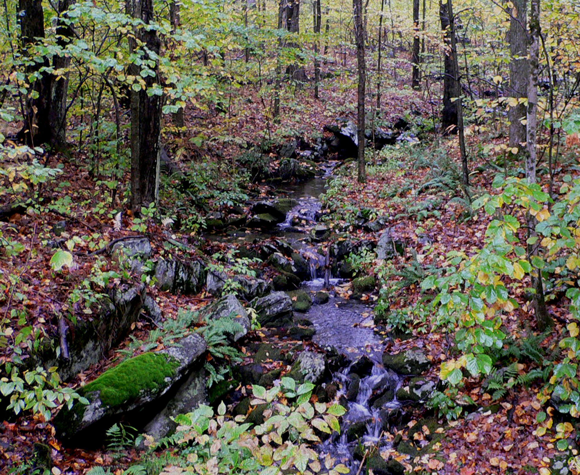 'Extraordinary' Tobin Preserve acquired by Kent Land Trust