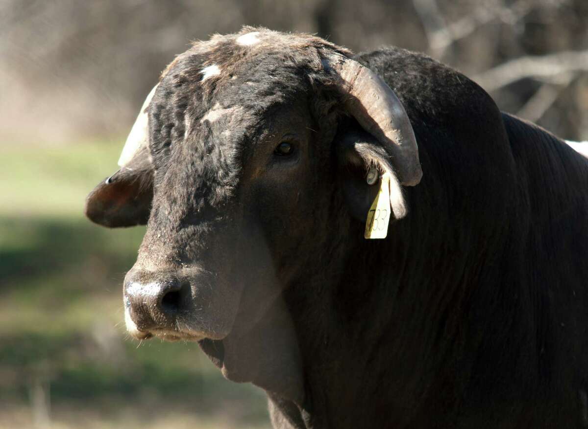 Cat Ballou carries on in the tradition of hard-to-ride rodeo bulls