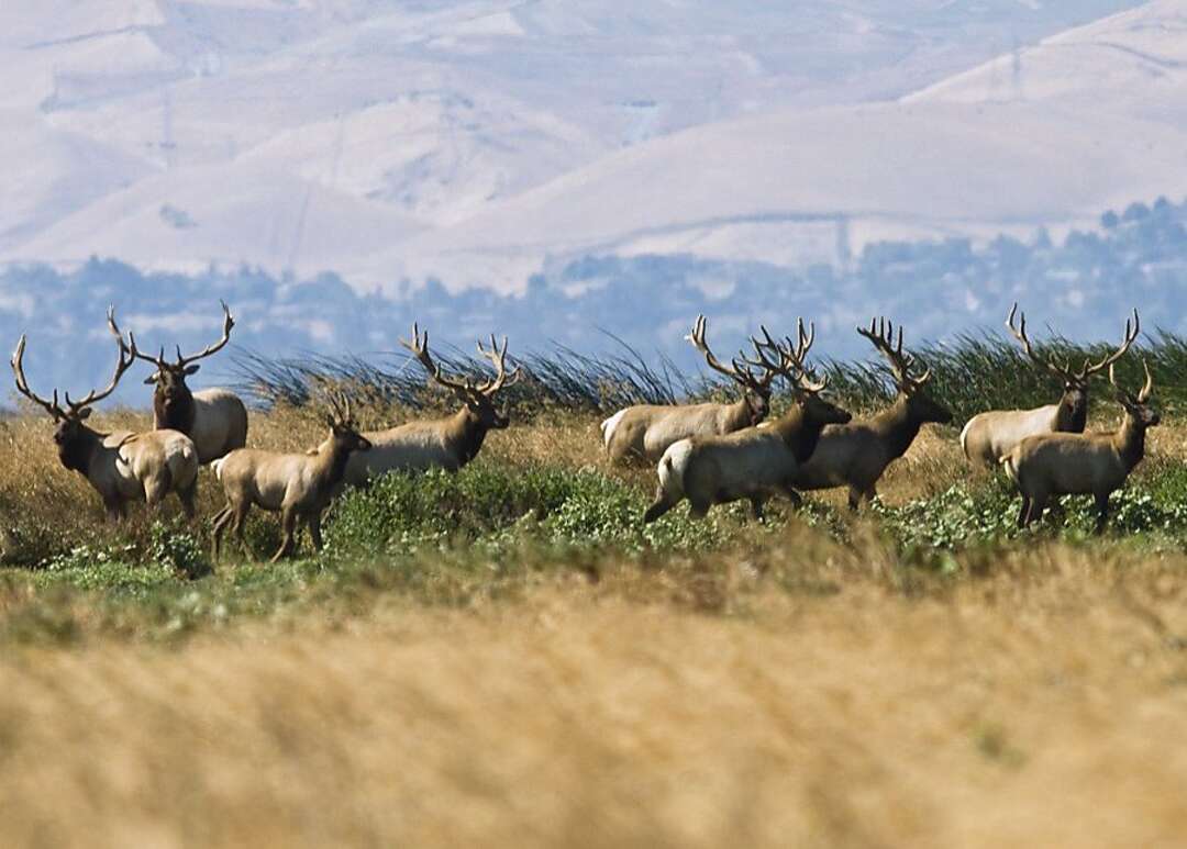 Wildlife on display at Grizzly Island