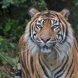 S.F. Zoo tiger cub looks active, healthy - SFGate