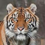 S.F. Zoo tiger cub looks active, healthy - SFGate