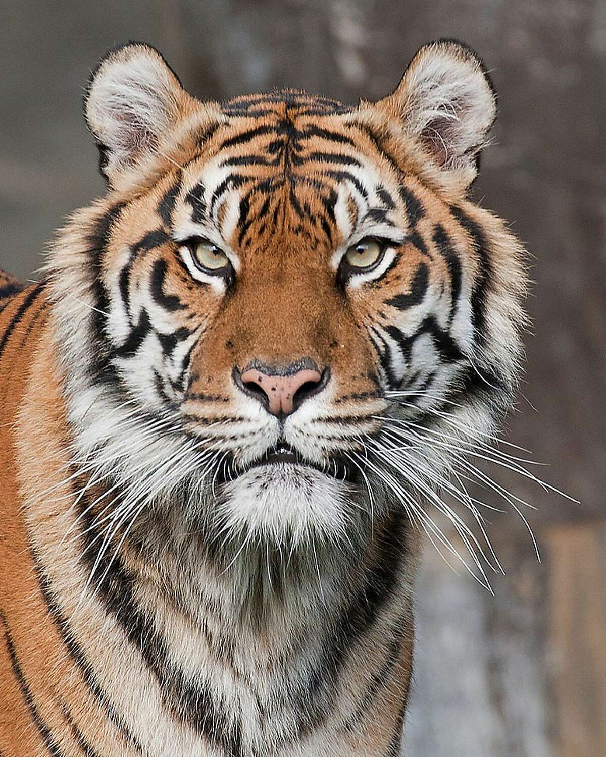 S.F. Zoo tiger cub looks active, healthy