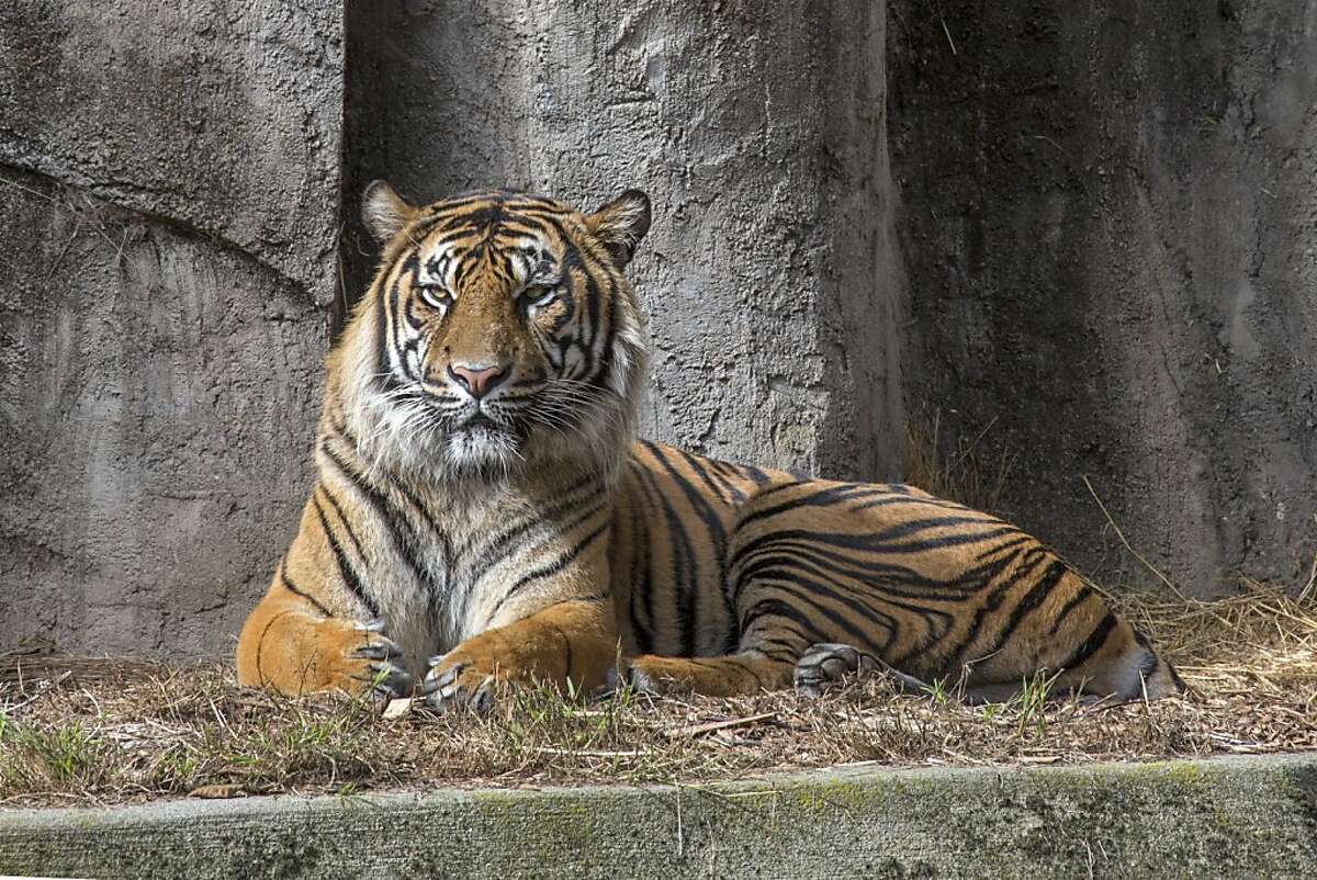 S.F. Zoo tiger cub looks active, healthy
