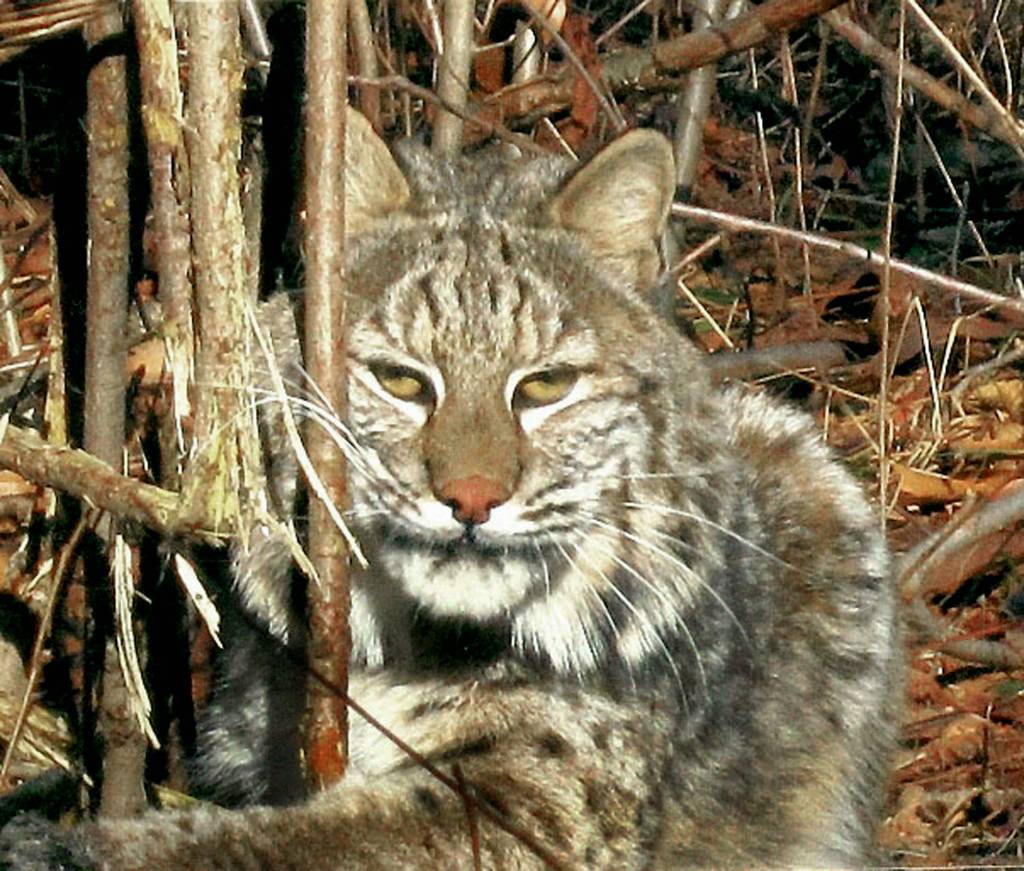 Leghold trap snares bobcat, teens