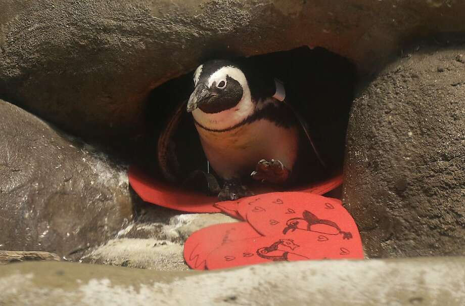 Penguins get valentines from California Academy of Sciences visitors ...