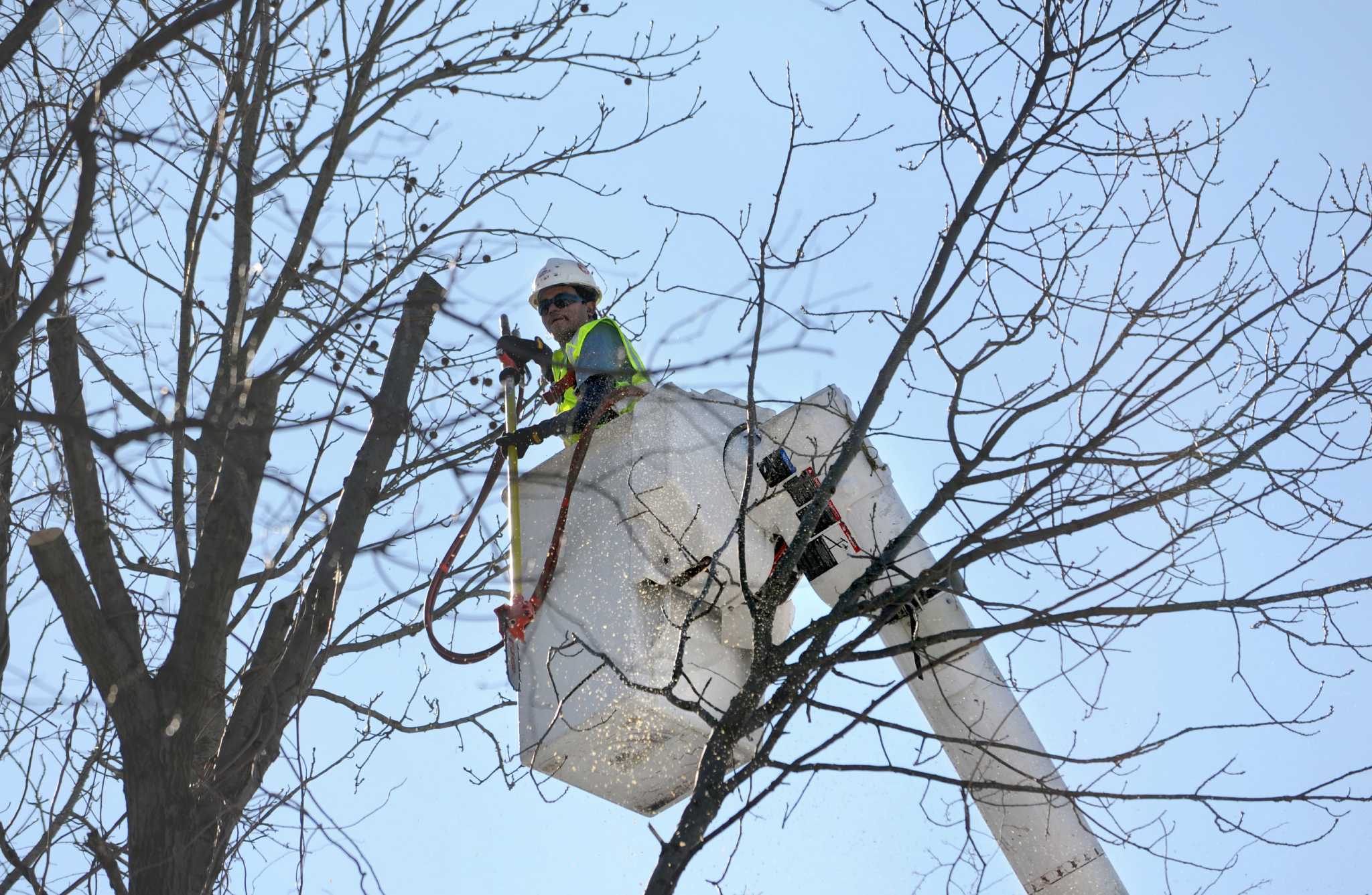 State and power company begin tree removal effort