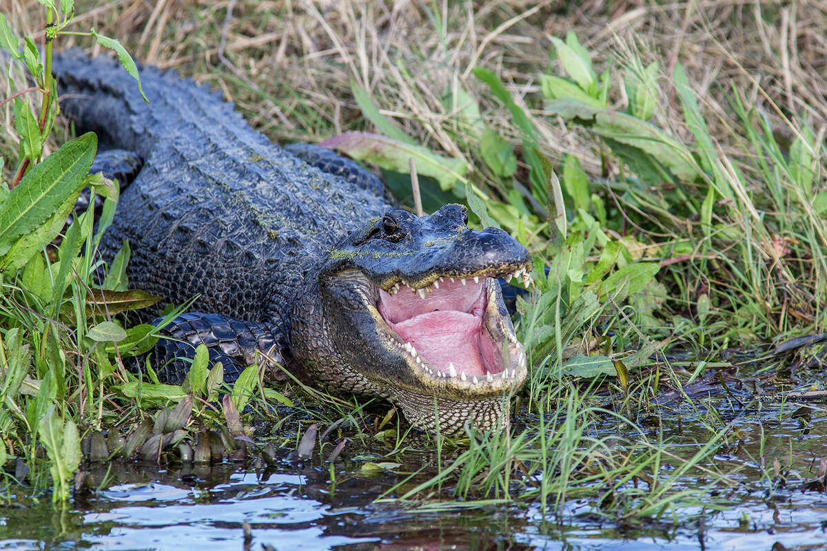 Gators serve a purpose in our environment