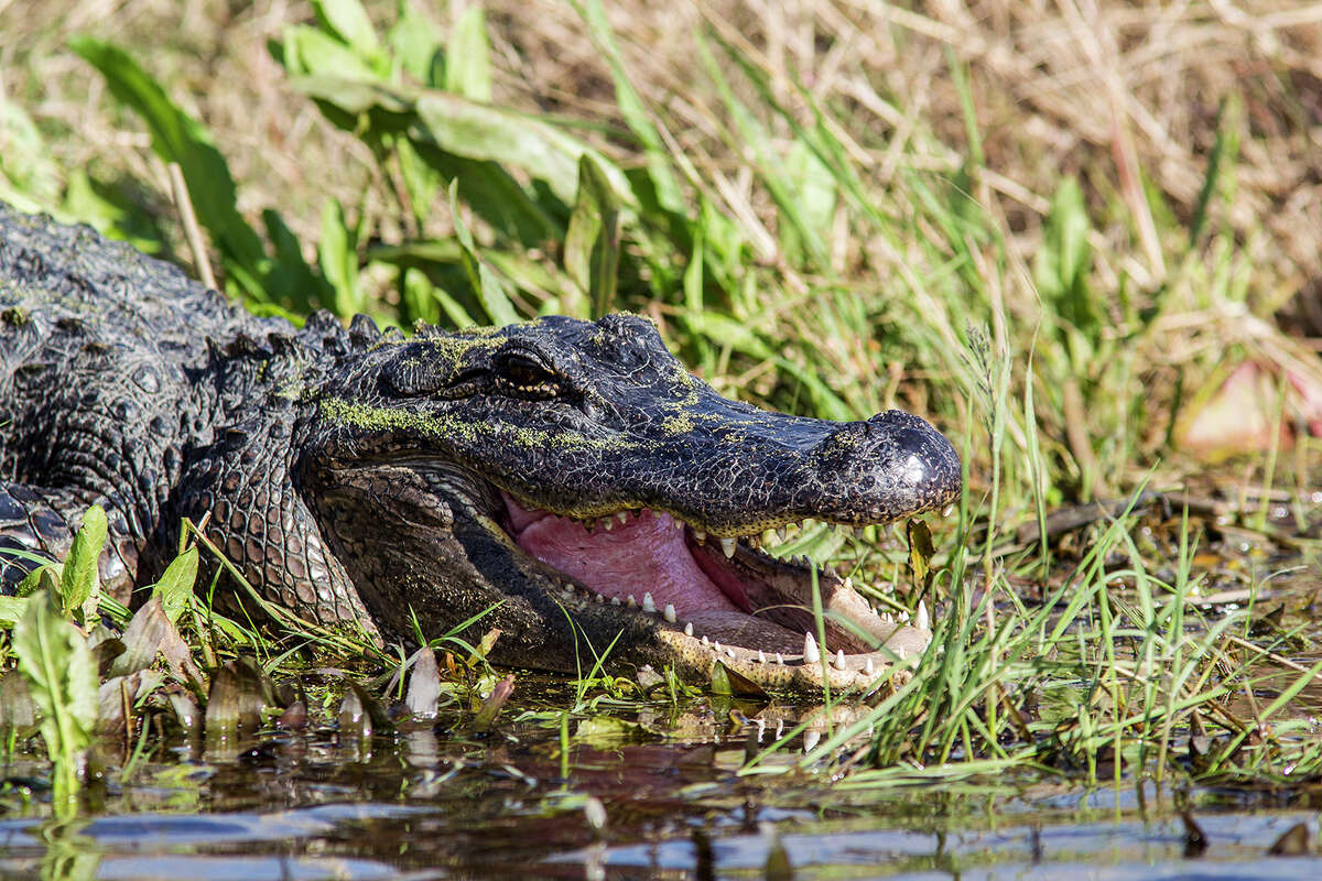 Gators serve a purpose in our environment