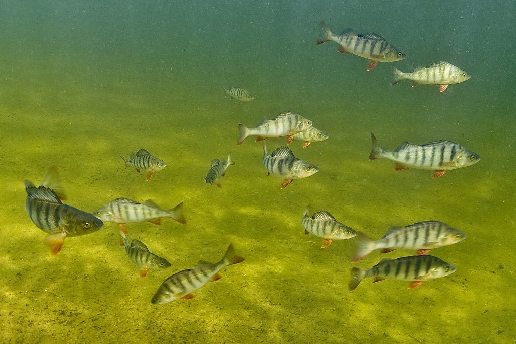 Traces of medications still can drug fish