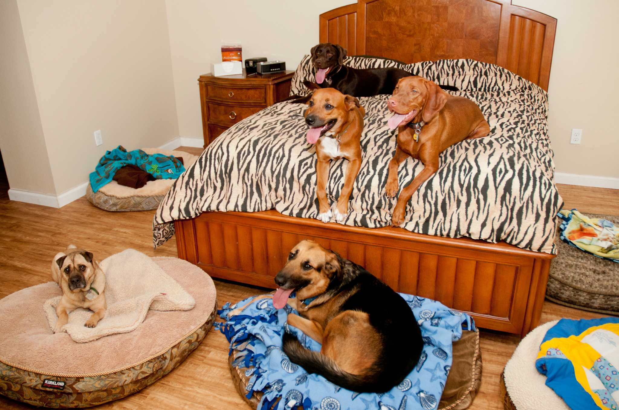At Happy Pets, animals can feel right at home