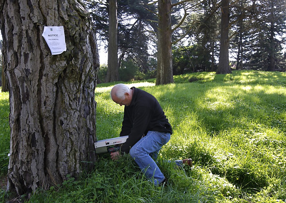 Golden Gate Park's aging trees to fall
