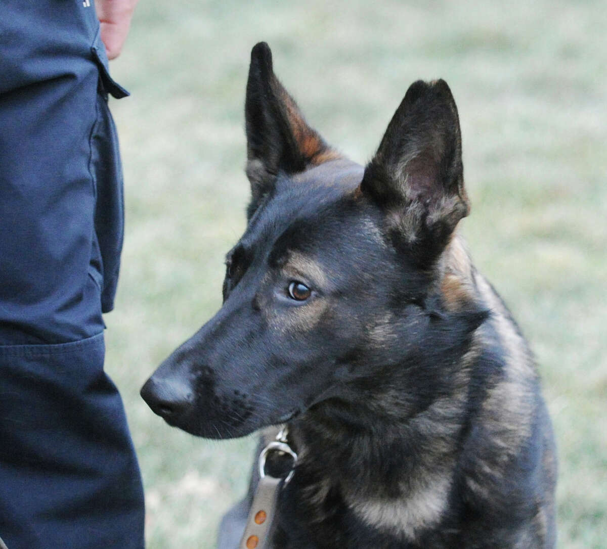 Greenwich K9 unit has new addition