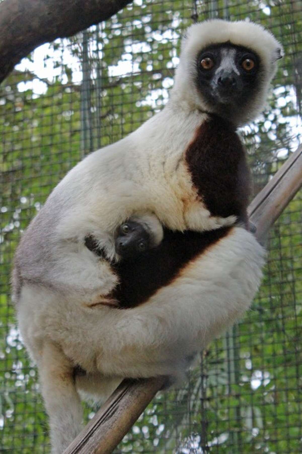Endangered lemur baby born at Houston Zoo
