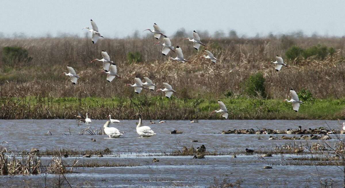 No Texas swan song for these birds