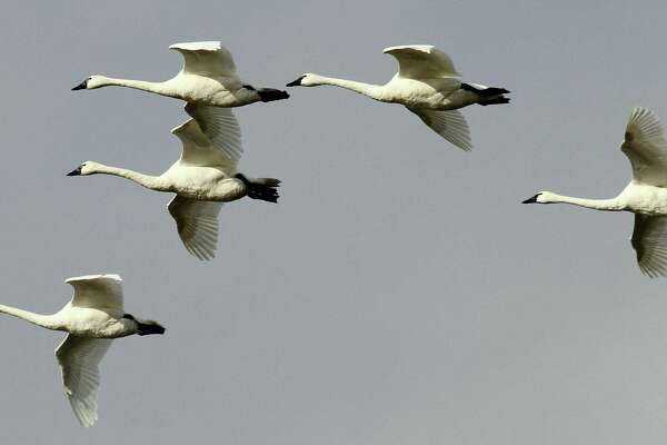 No Texas swan song for these birds - HoustonChronicle.com