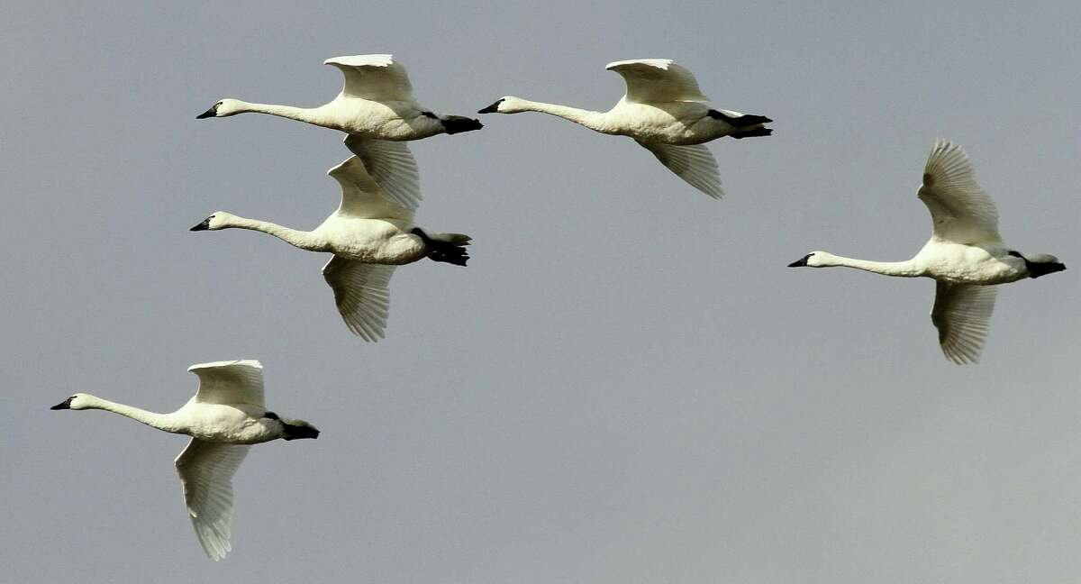 No Texas swan song for these birds