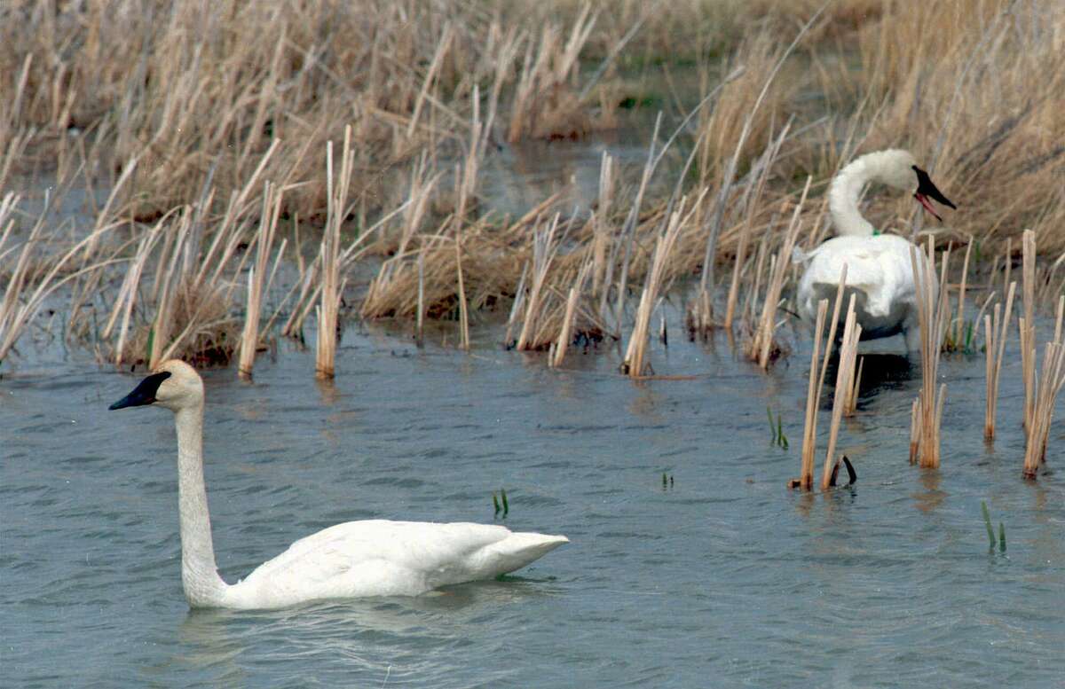 No Texas swan song for these birds