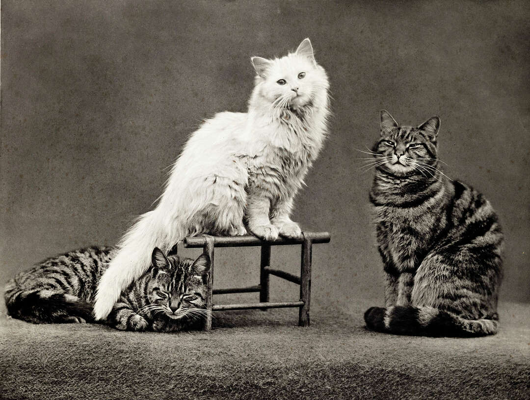 World's greatest cat painting, commissioned by S.F. woman in 1800s ...
