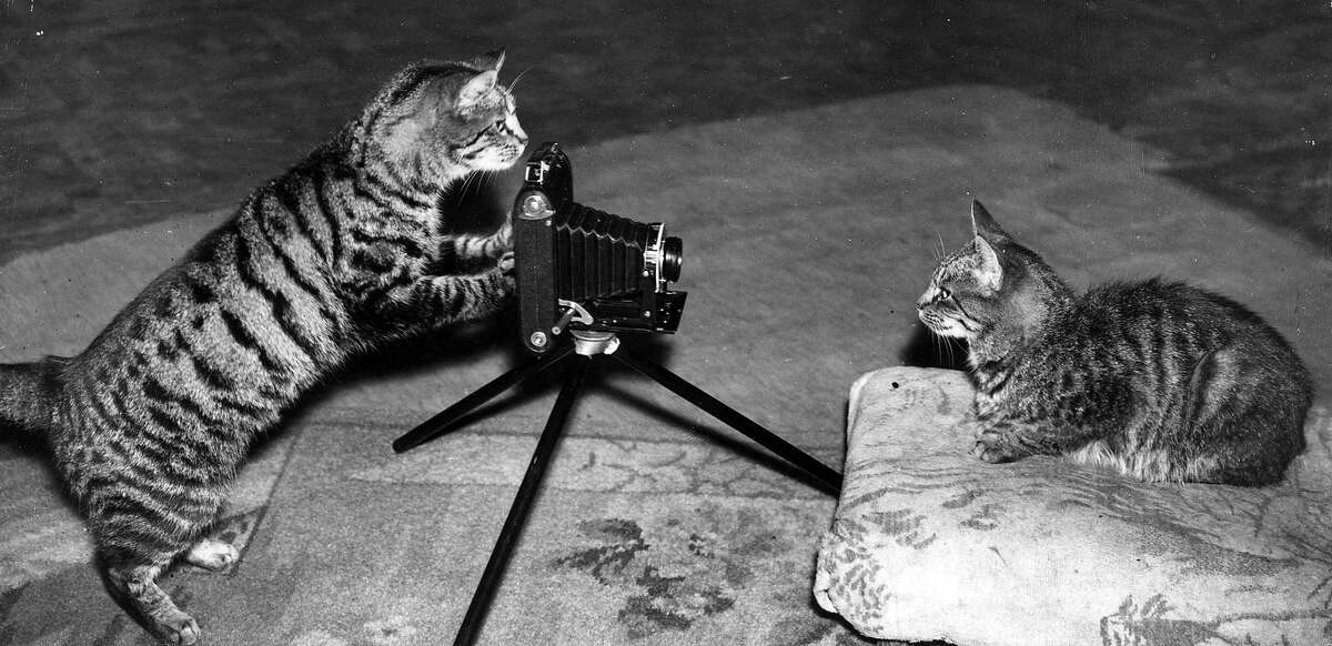 Rare Texas cat photograph from the Civil War is the great ancestor of ...