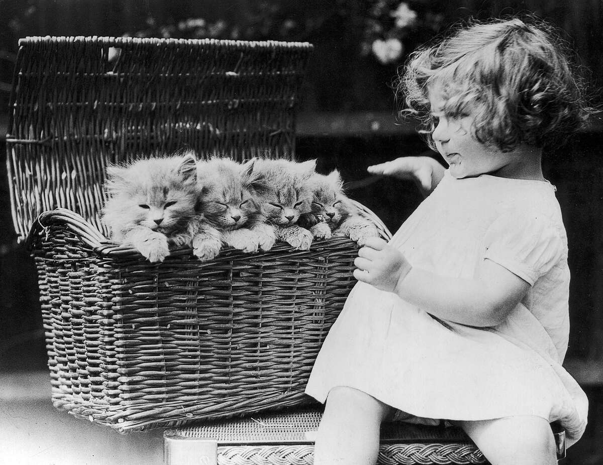 Historic photos of cats being adorable: 1897-1979