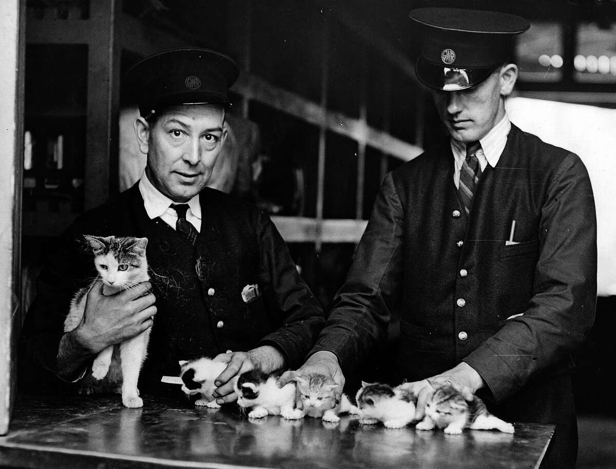 Why you should own a cat, according to science