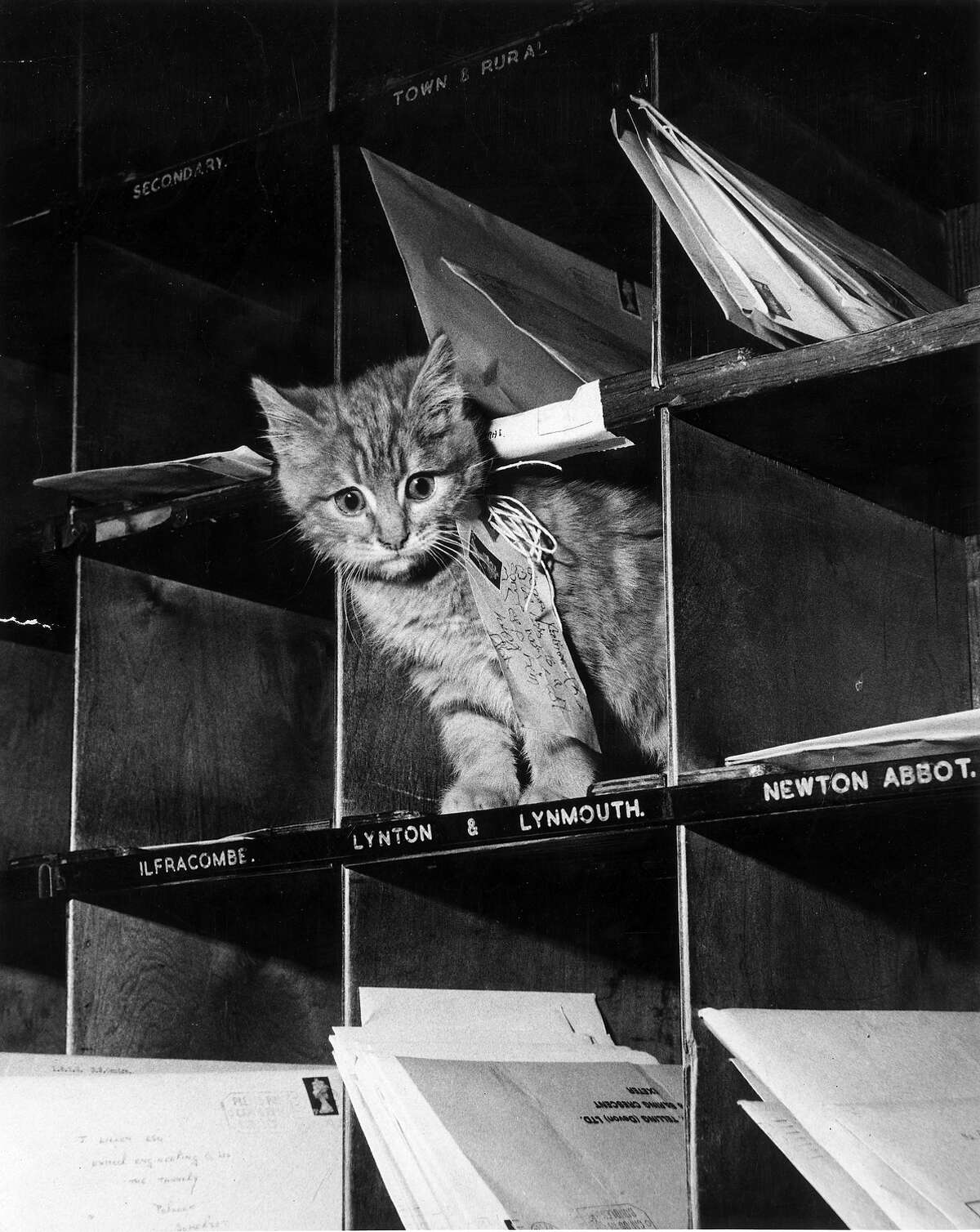 Rare Texas cat photograph from the Civil War is the great ancestor of ...