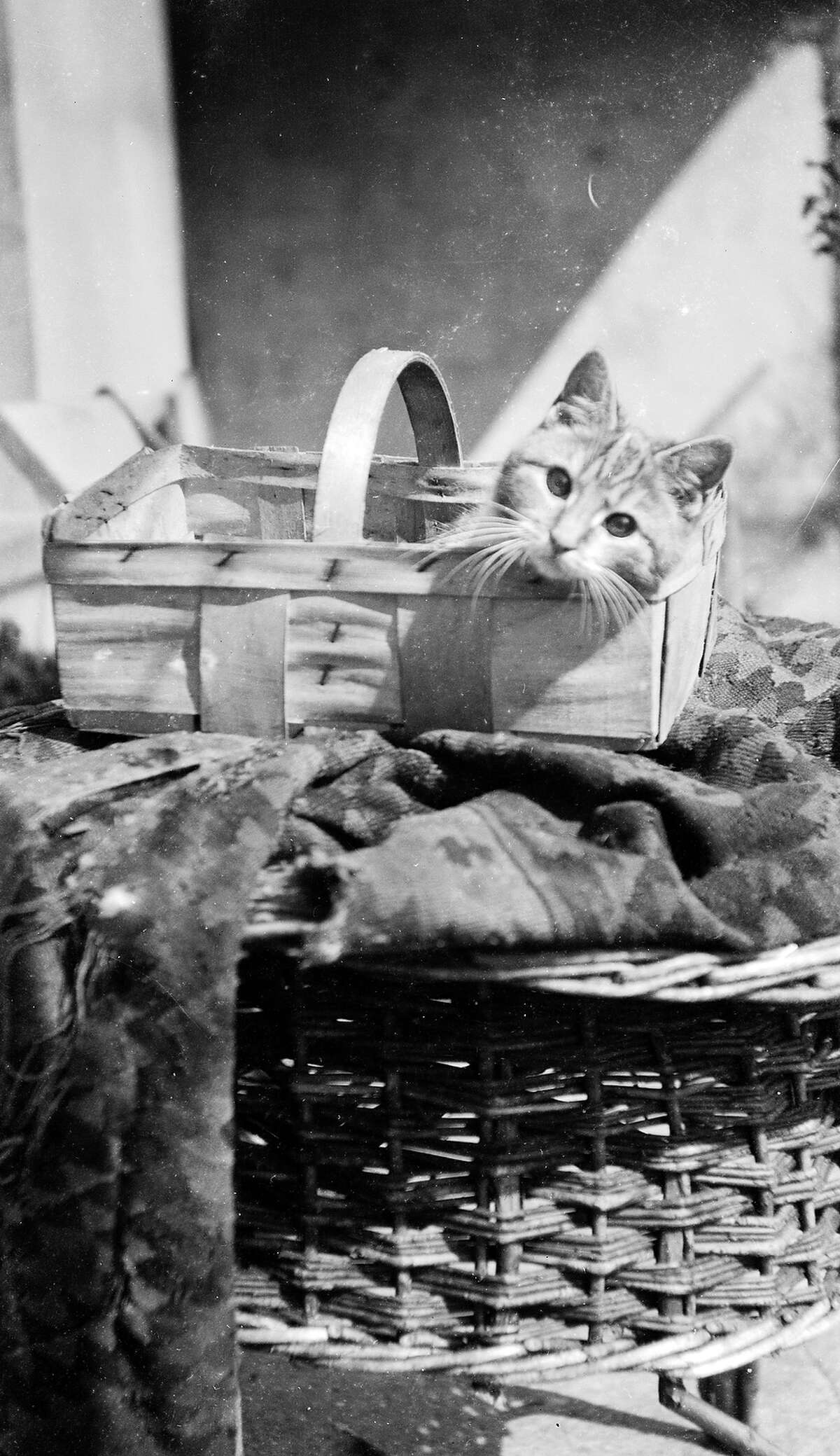 Rare Texas cat photograph from the Civil War is the great ancestor of ...