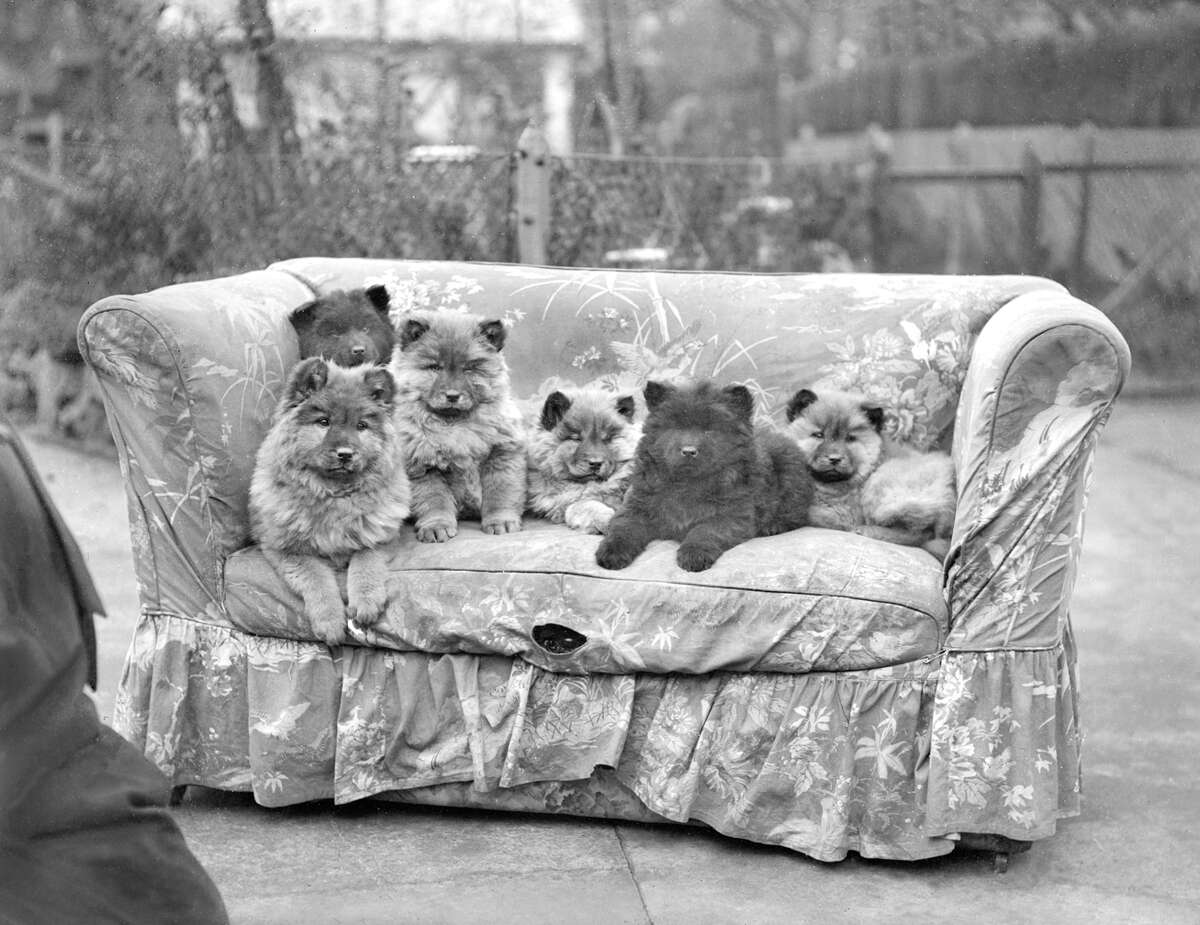 Historical photos of dogs being adorable