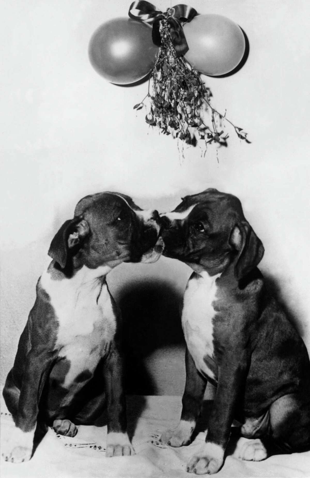 Historical photos of dogs being adorable