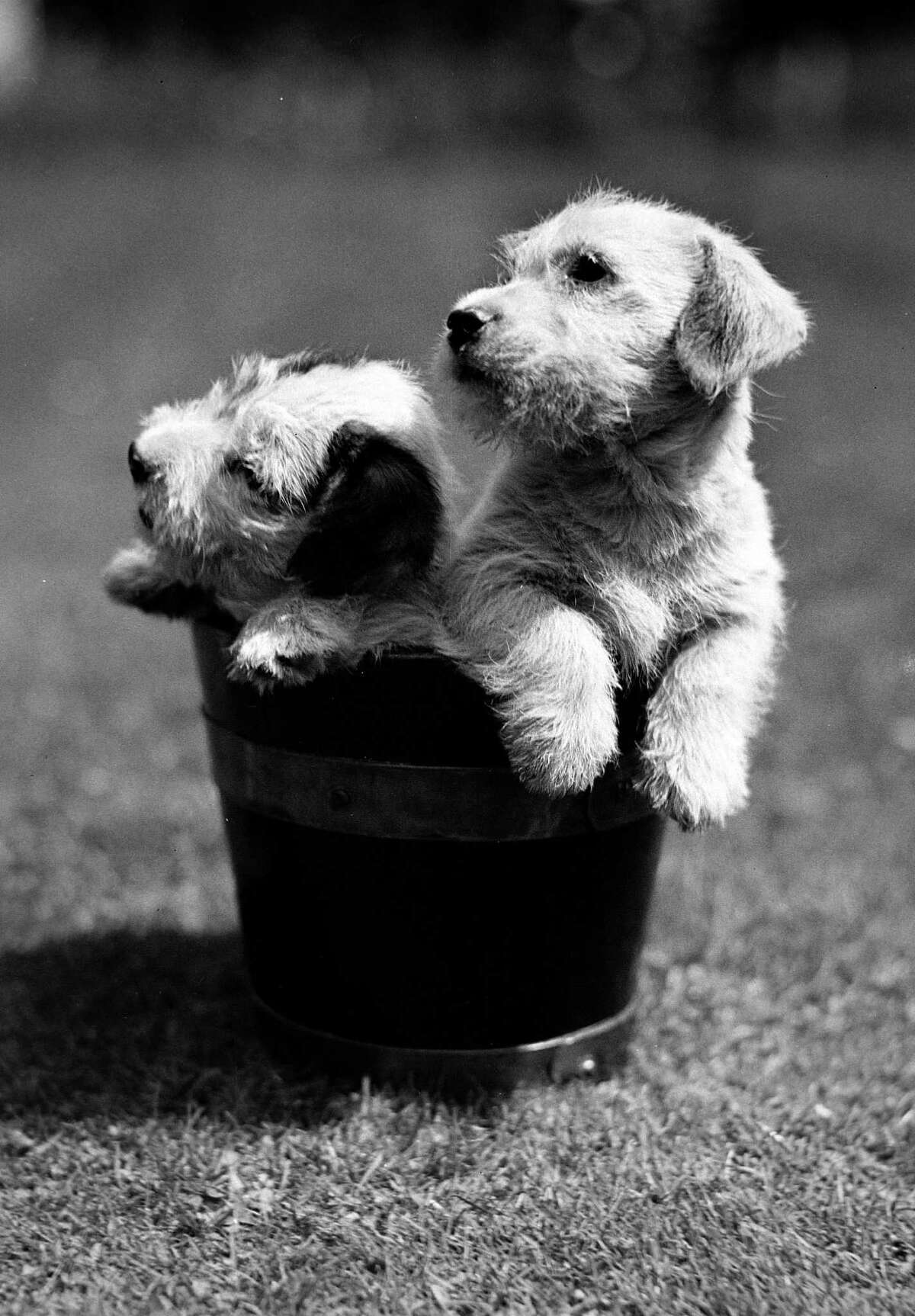 Historical photos of dogs being adorable