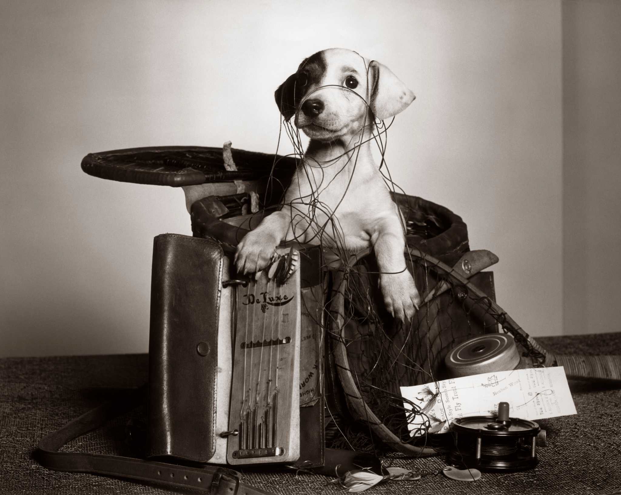 Historical photos of dogs being adorable