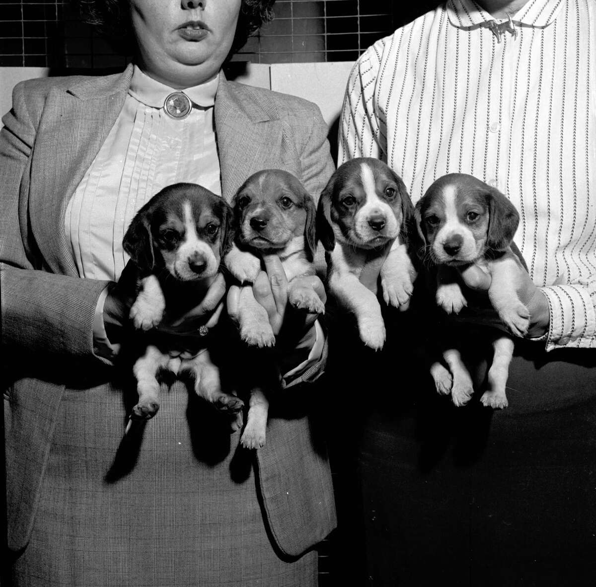 Historic photos of dogs being adorable: 1900-1978