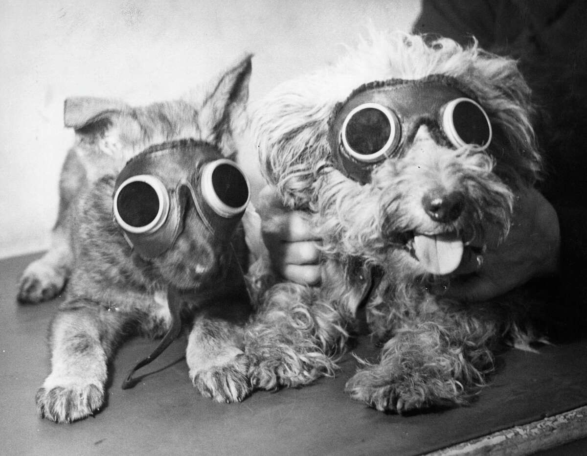 Historical photos of dogs being adorable