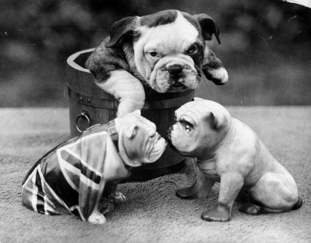 Historical photos of dogs being adorable