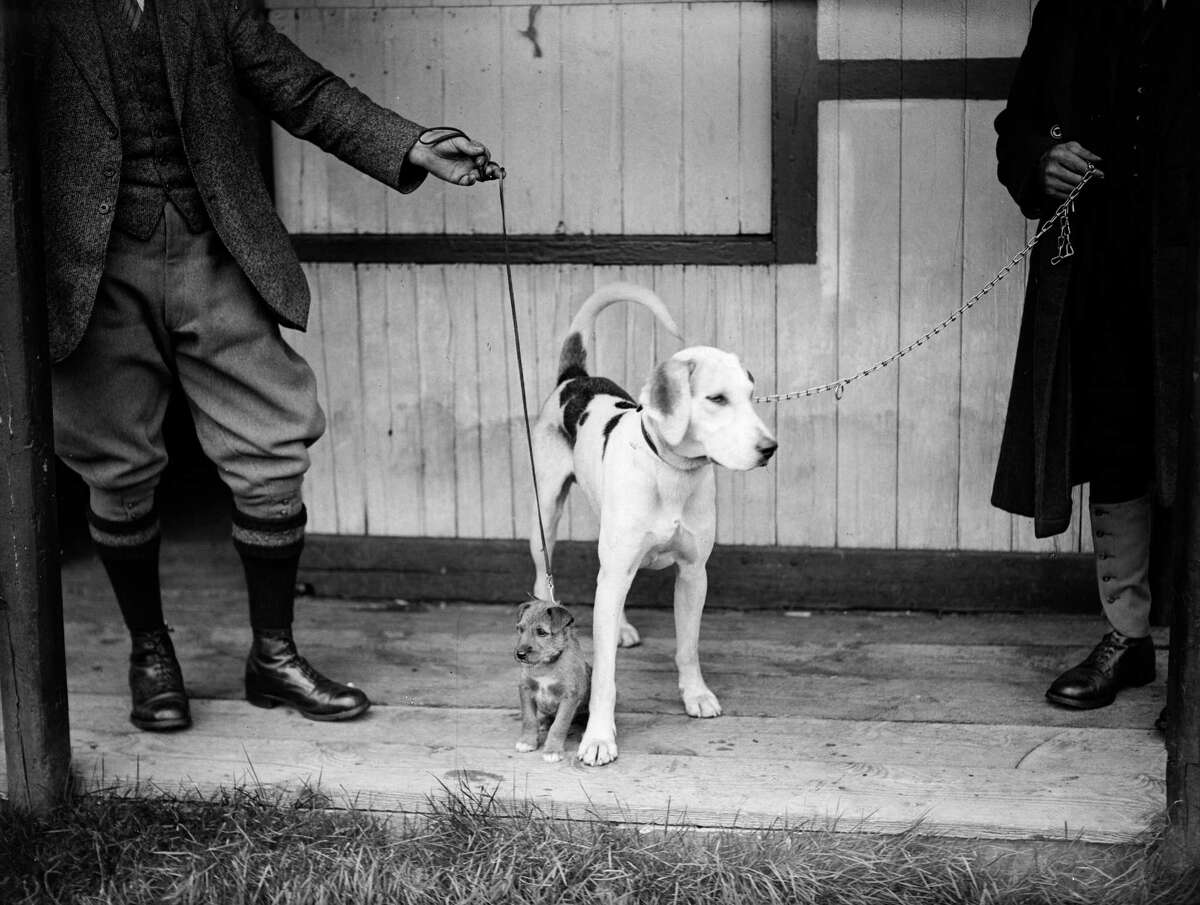 Historical photos of dogs being adorable